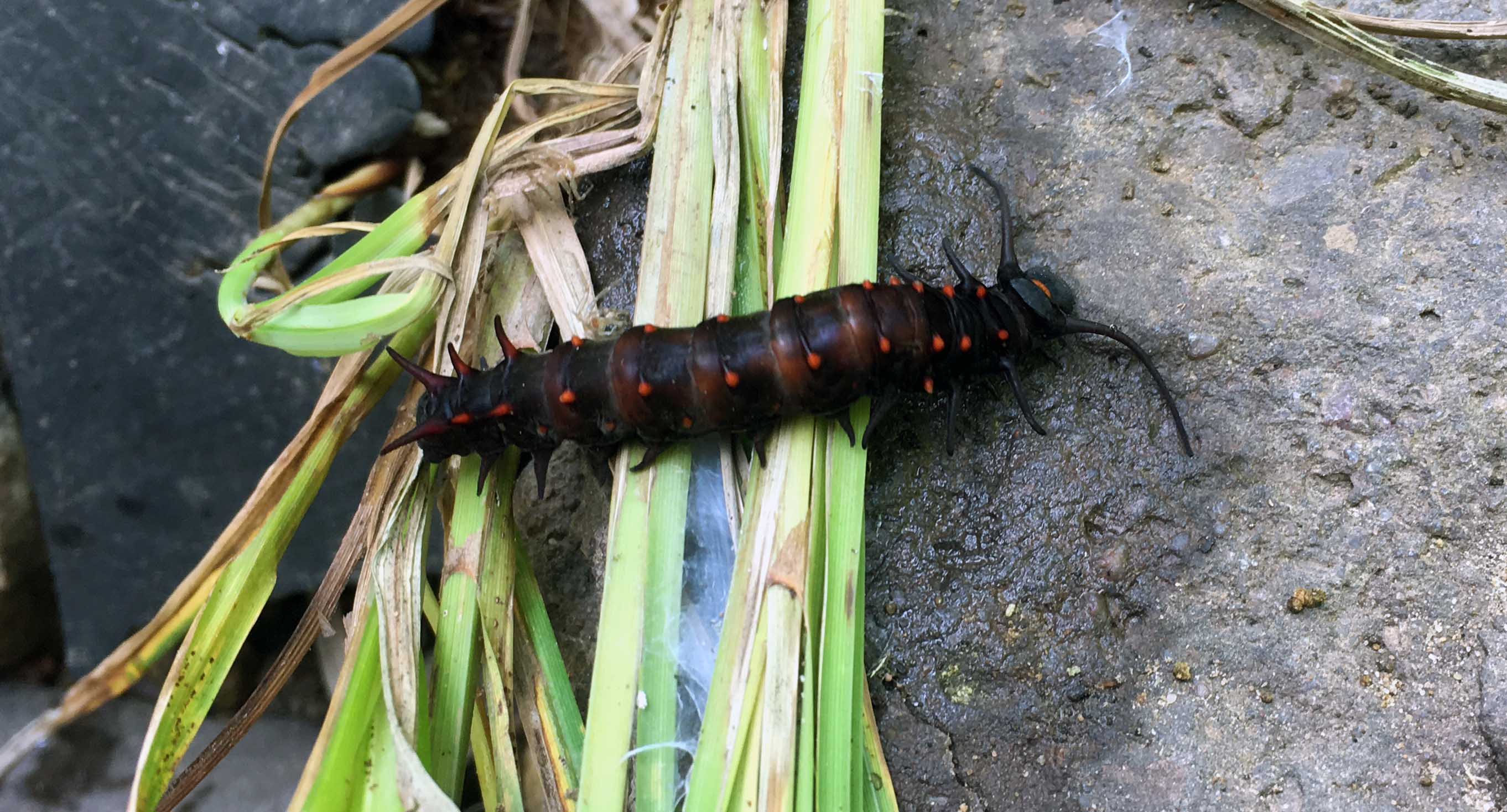 Butterfly, Moth, and Caterpillar Photographs from Giles County ...