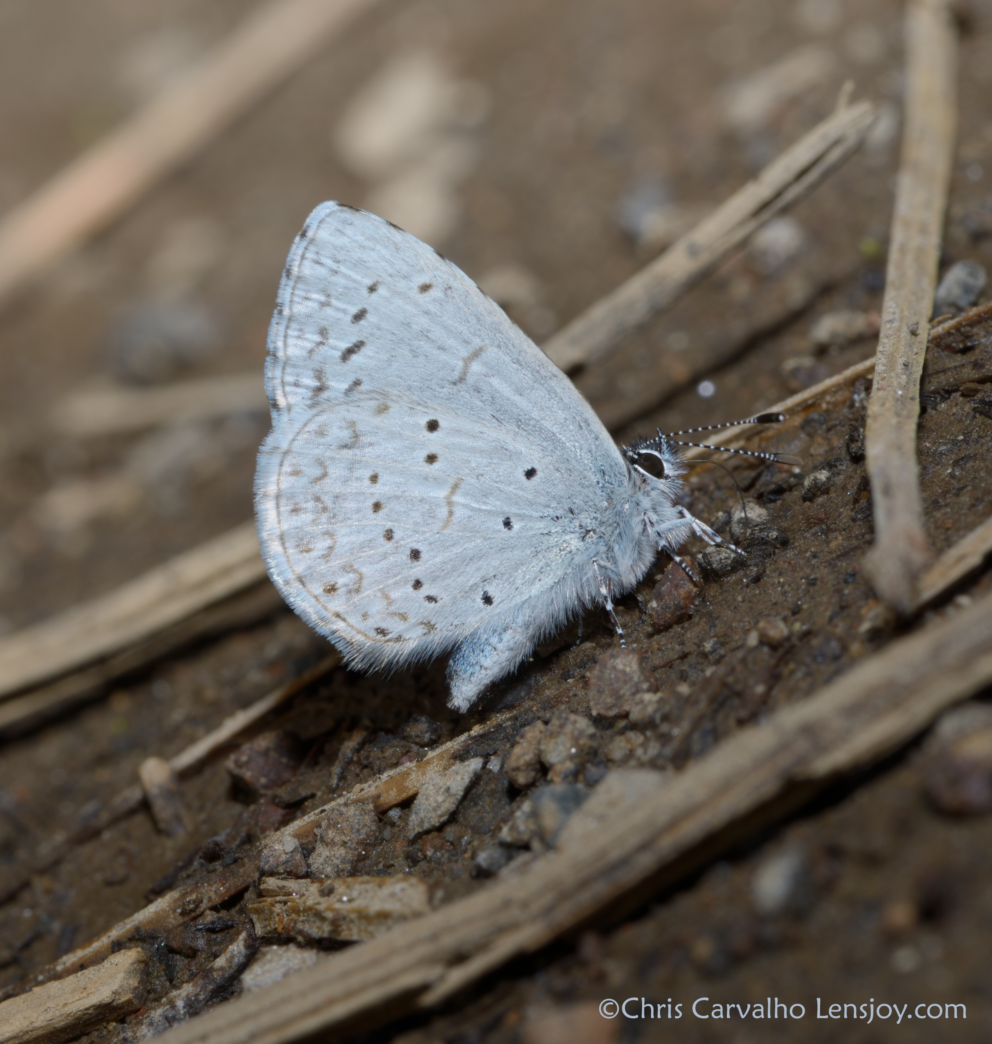 Sighting 1156204 | Butterflies and Moths of North America