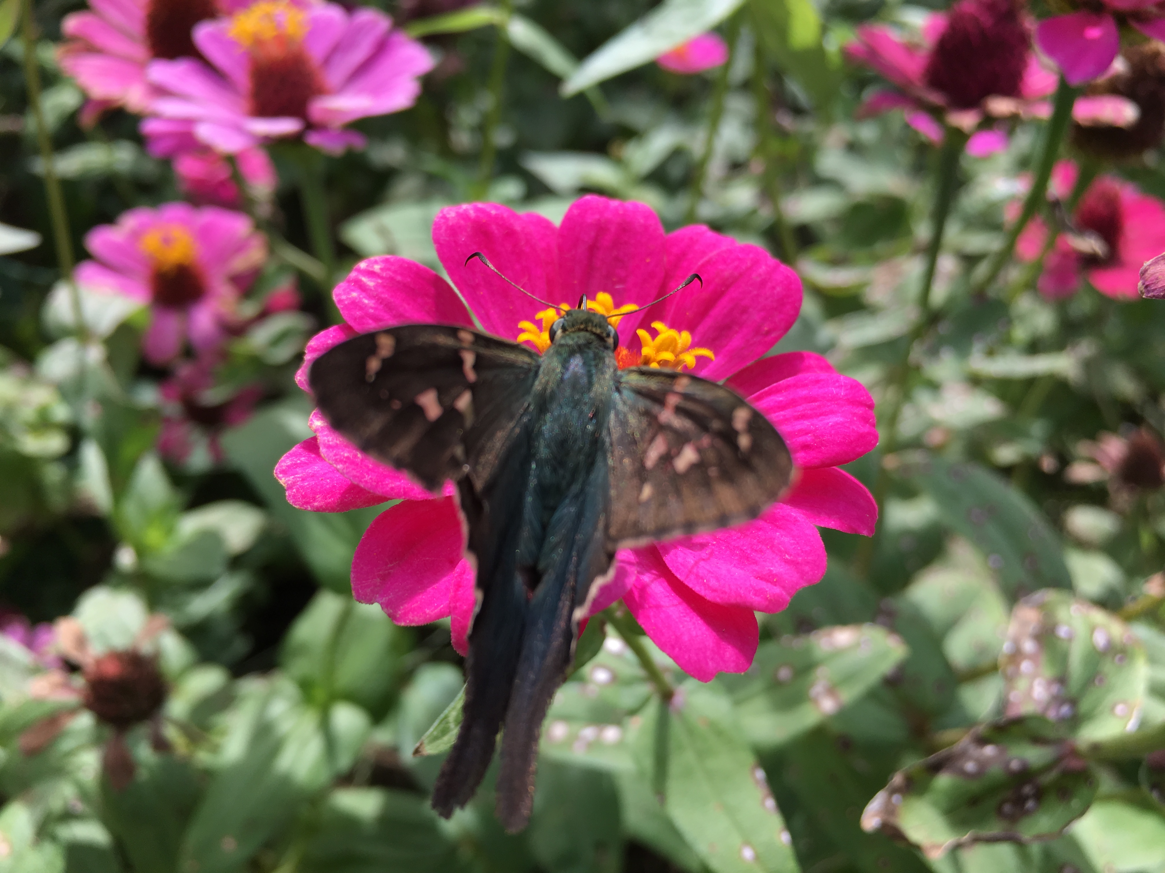 Photographs from Texas | Butterflies and Moths of North America