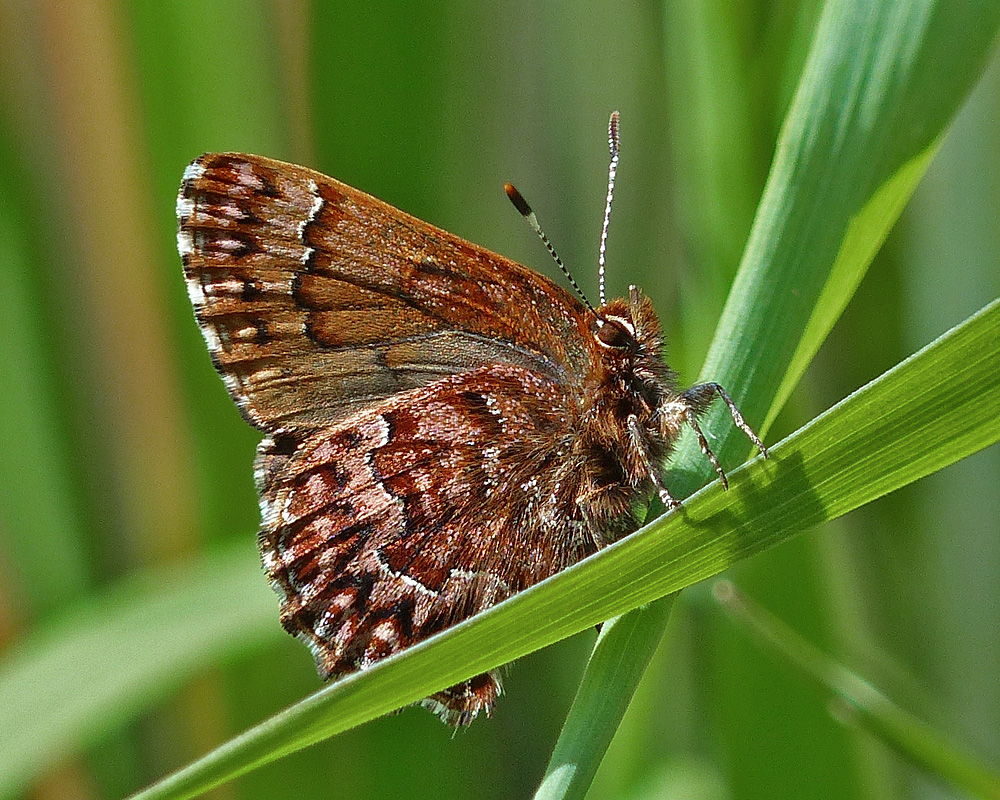 Butterfly, Moth, and Caterpillar Photographs from British Columbia ...