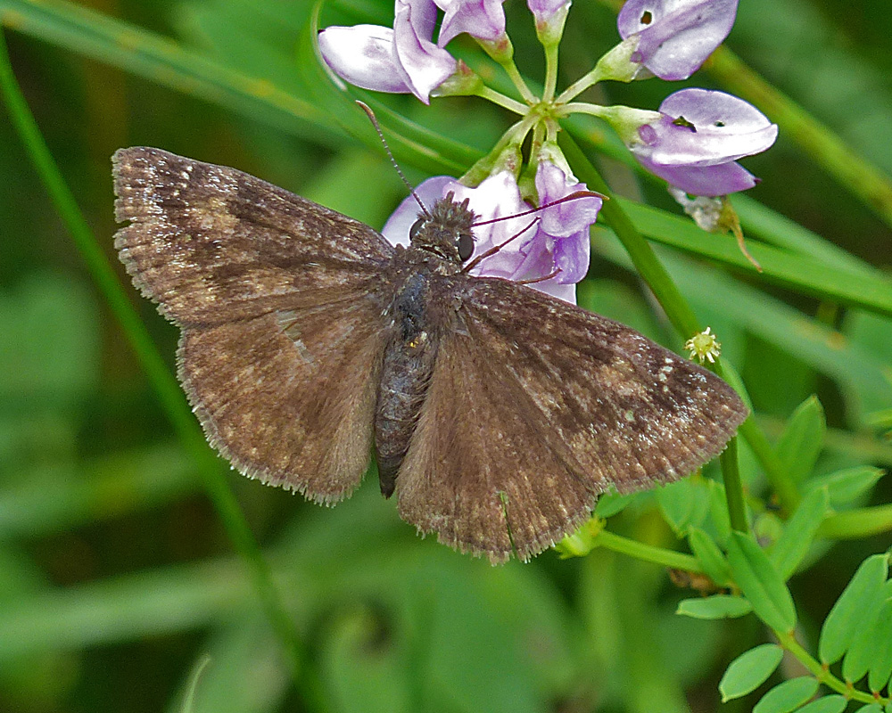 Photographs from Michigan | Butterflies and Moths of North America