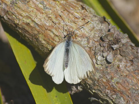 Great Southern White Ascia monuste (Linnaeus, 1764) | Butterflies and ...