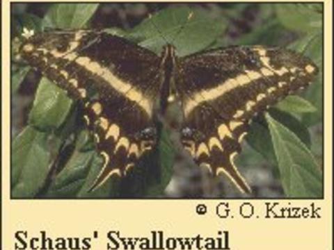 Schaus' Swallowtail Papilio aristodemus Esper, 1794 | Butterflies and ...