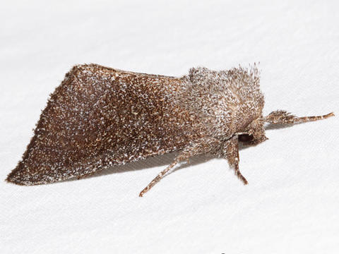 Sunflower Borer Moth Papaipema necopina (Grote, 1876) | Butterflies and ...