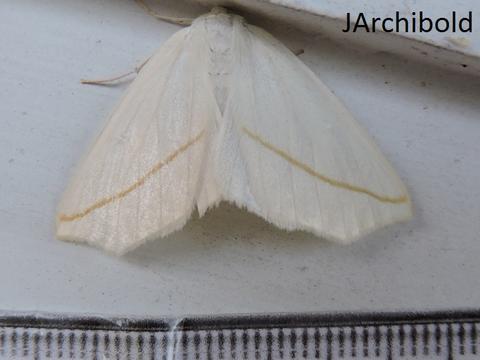 White Slant-line Tetracis cachexiata Guenée, 1857 | Butterflies and ...