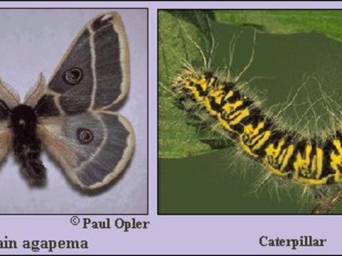 Family Saturniidae (Wild Silk Moths) | Butterflies and Moths of North ...