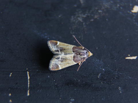 Meal Moth Pyralis farinalis Linnaeus, 1758 | Butterflies and Moths of ...