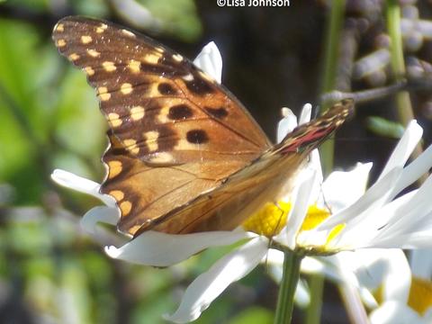 Hispaniolan King Anetia jaegeri (Ménétriés, 1832) | Butterflies and ...