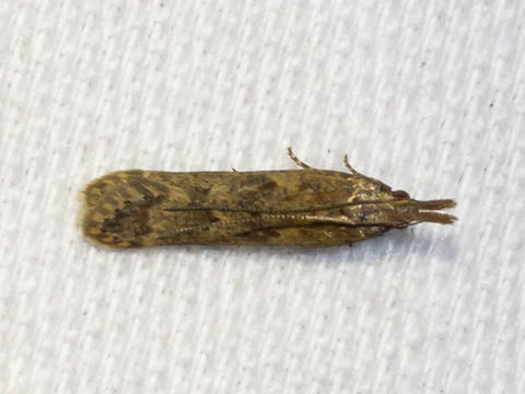 Palmerworm Moth Dichomeris ligulella Hübner, 1818 | Butterflies and ...