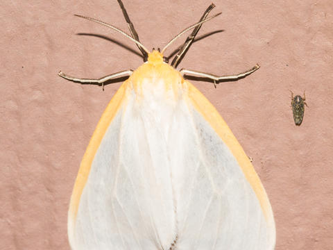 Delicate Cycnia or Dogbane Tiger Moth Cycnia tenera Hübner, 1818 ...