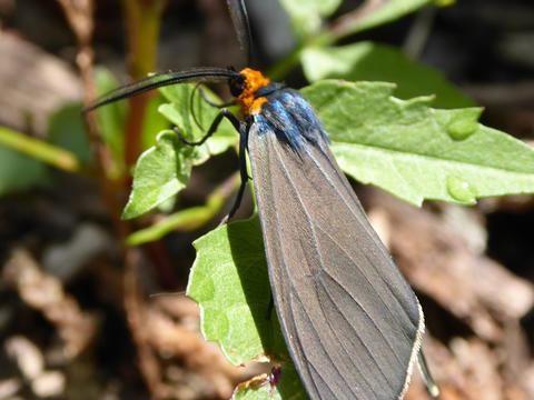 Virginia Ctenucha Ctenucha virginica (Esper, 1794) | Butterflies and ...