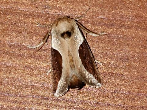 Skiff Moth Prolimacodes badia (Hübner, 1822) | Butterflies and Moths of ...