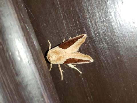 Skiff Moth Prolimacodes badia (Hübner, 1822) | Butterflies and Moths of ...