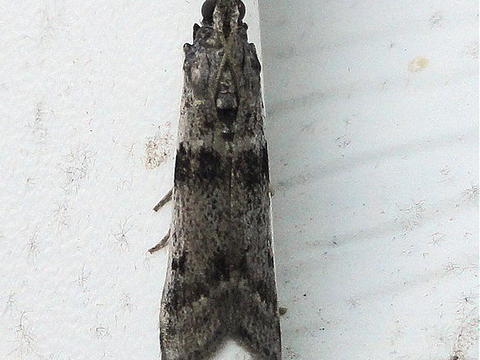 Mediterranean Flour Moth Ephestia kuehniella (Zeller, 1879 ...
