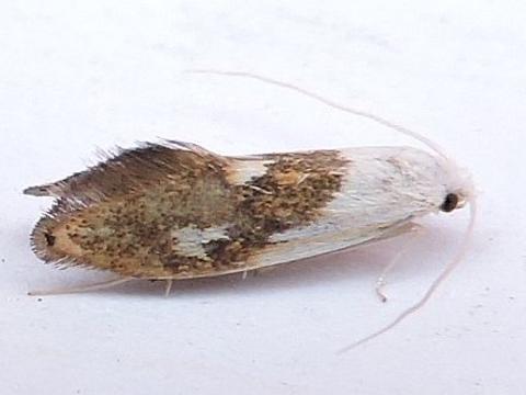 Undescribed Tineid Moth Tineidae n.sp. Undescribed | Butterflies and ...