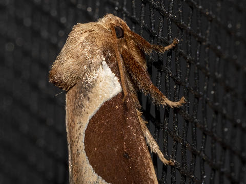 Skiff Moth Prolimacodes badia (Hübner, 1822) | Butterflies and Moths of ...