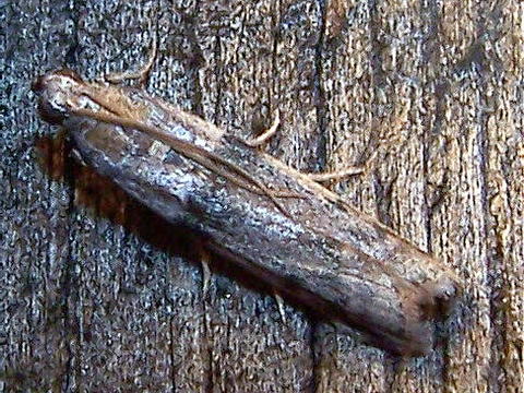 Mediterranean Flour Moth Ephestia kuehniella (Zeller, 1879 ...