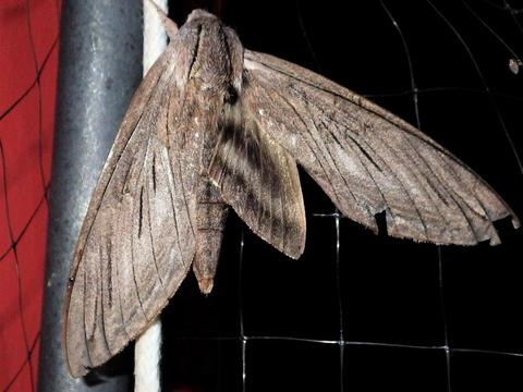 Great ash sphinx Sphinx chersis (Hübner, 1823) | Butterflies and Moths ...