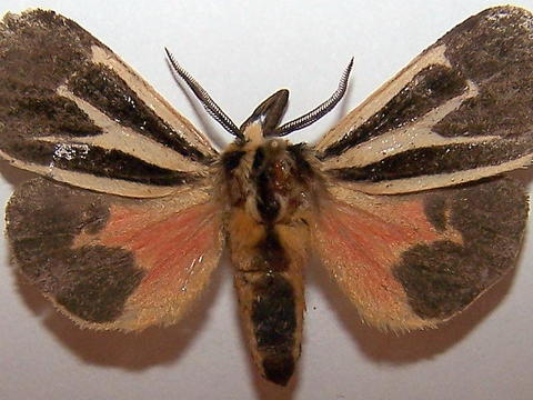 Banded Tiger Moth Apantesis vittata (Fabricius, 1787) | Butterflies and ...