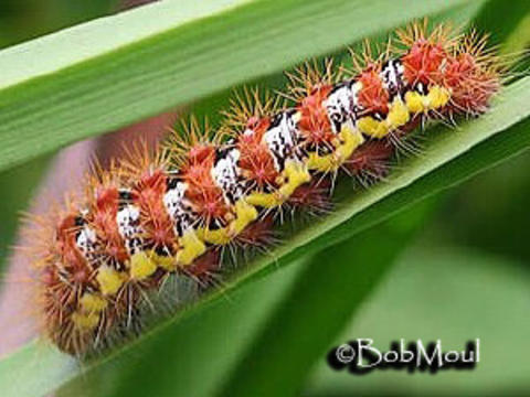 Family Noctuidae (Owlet Moths, Miller Moths) | Butterflies and Moths of ...