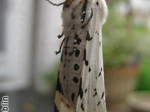 Salt Marsh Moth or Acrea Moth Estigmene acrea (Drury, 1773 ...