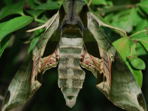 Family Sphingidae (Sphinx Moths, Hawkmoths) | Butterflies and Moths of ...