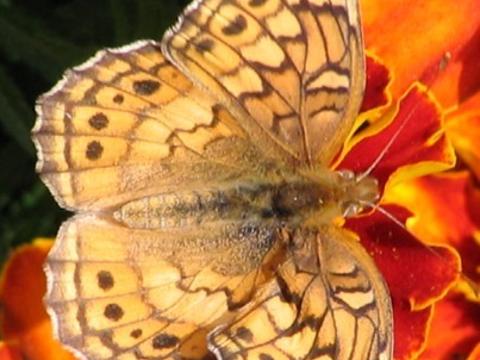 Variegated Fritillary Euptoieta claudia (Cramer, 1776) | Butterflies ...