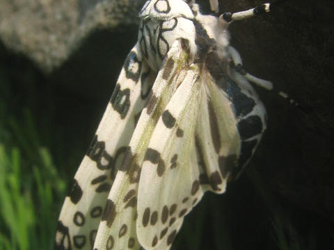 Great Leopard Moth Hypercompe scribonia (Stoll, 1790) | Butterflies and ...