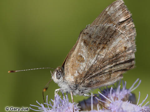 Image Gallery | Butterflies and Moths of North America