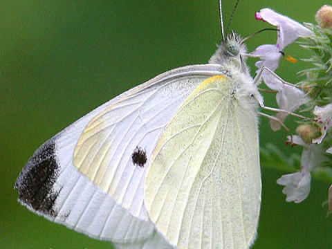 Cabbage White Pieris rapae (Linnaeus, 1758) | Butterflies and Moths of ...