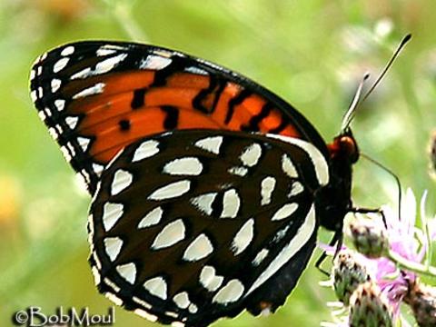 Regal Fritillary Speyeria idalia (Drury, 1773) | Butterflies and Moths ...