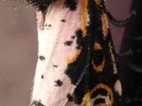 Spanish Moth Xanthopastis regnatrix (Grote, 1863) | Butterflies and ...