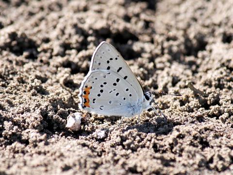 Gray Copper Lycaena dione (Scudder, 1868) | Butterflies and Moths of ...