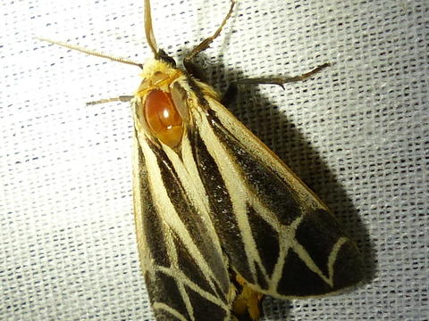 Harnessed Moth Apantesis phalerata (Harris, 1841) | Butterflies and ...