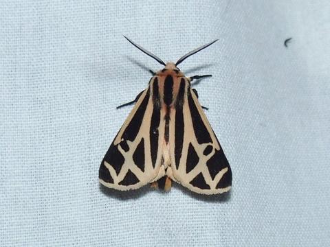 Harnessed Moth Apantesis phalerata (Harris, 1841) | Butterflies and ...