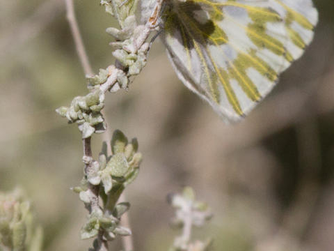 Becker's White Pontia beckerii (W.H. Edwards, 1871) | Butterflies and ...
