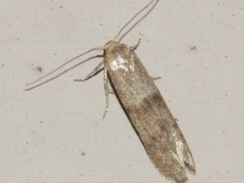 Acorn Moth Blastobasis glandulella (Riley, 1871) | Butterflies and ...