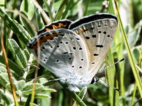 Gray Copper Lycaena dione (Scudder, 1868) | Butterflies and Moths of ...
