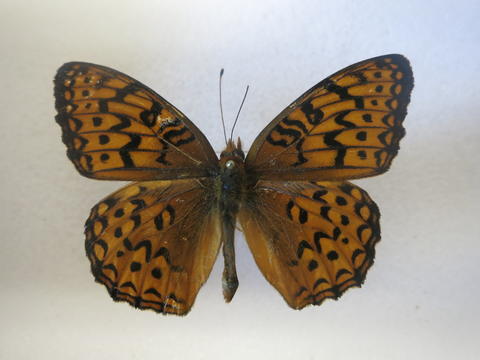 Northwestern Fritillary Speyeria hesperis (W.H. Edwards, 1864 ...