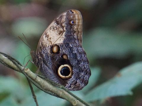 Image Gallery | Butterflies and Moths of North America