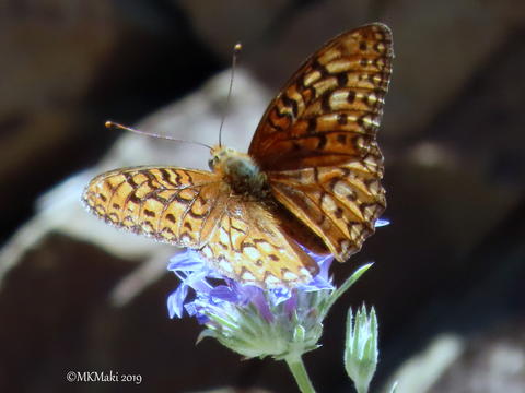Callippe Fritillary Speyeria callippe (Boisduval, 1852) | Butterflies ...