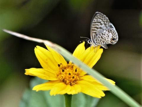 Cassius Blue Leptotes cassius (Cramer, 1775) | Butterflies and Moths of ...