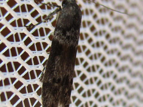 Acorn Moth Blastobasis glandulella (Riley, 1871) | Butterflies and ...