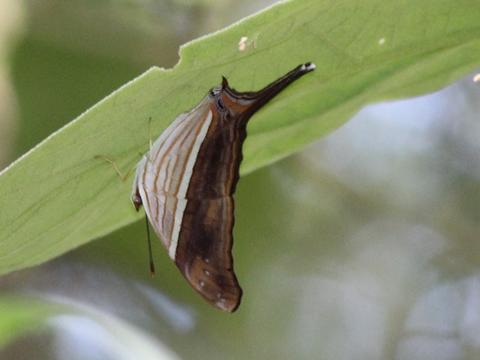 Many-banded Daggerwing Marpesia chiron (Fabricius, 1775) | Butterflies ...
