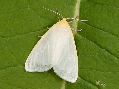 Delicate Cycnia or Dogbane Tiger Moth Cycnia tenera Hübner, 1818 ...