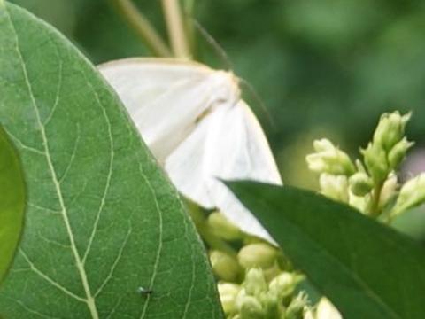 Delicate Cycnia or Dogbane Tiger Moth Cycnia tenera Hübner, 1818 ...