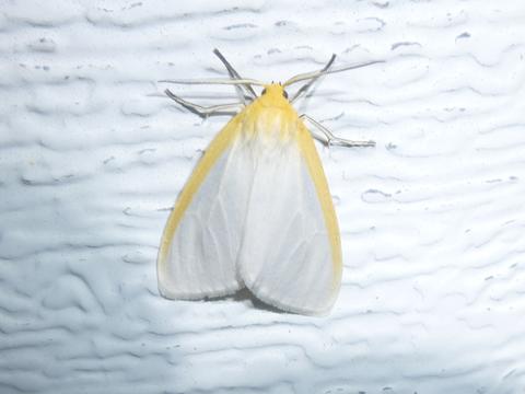 Delicate Cycnia or Dogbane Tiger Moth Cycnia tenera Hübner, 1818 ...