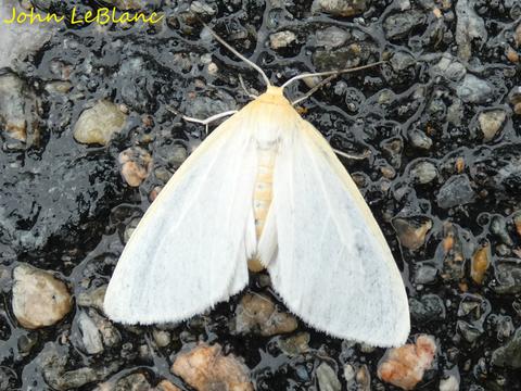 Delicate Cycnia or Dogbane Tiger Moth Cycnia tenera Hübner, 1818 ...
