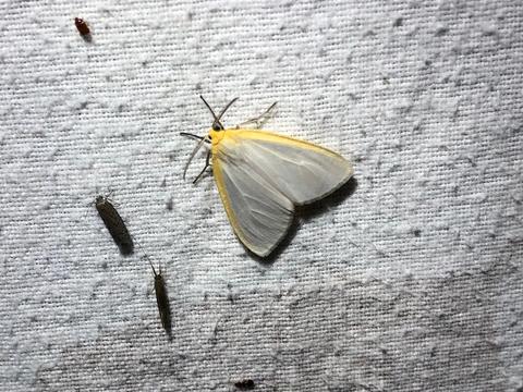 Delicate Cycnia or Dogbane Tiger Moth Cycnia tenera Hübner, 1818 ...
