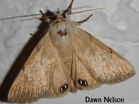 Palm Flower Moth Litoprosopus coachella (Hill, 1921) | Butterflies and ...